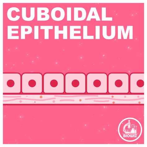 Cuboidal Epithelium