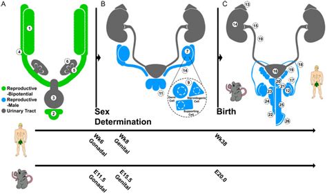 对泌尿生殖出生缺陷的发展进行建模以了解基因剂量变化造成的破坏 精子库新闻 湖南省人类精子库官网