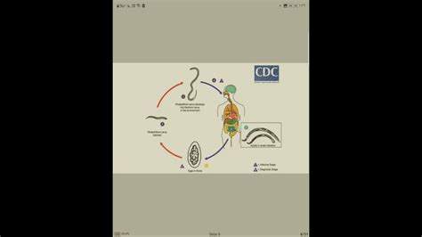 Trichostrongylus Youtube