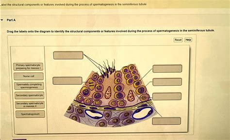 Label The Structural Components Or Features Involved During The Process