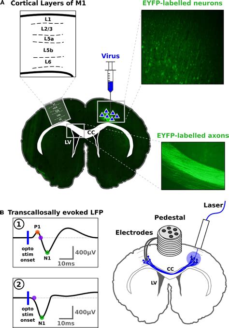 Frontiers Dose Response Relationship Between The Variables Of Unilateral Optogenetic