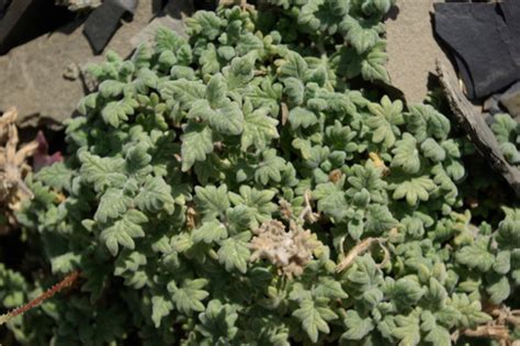 Dracocephalum Botryoides · Inaturalist