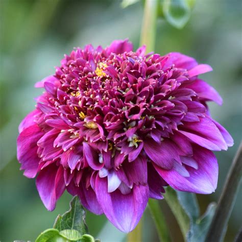 Rosie Raven At Home Organics