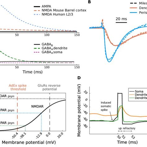 Synaptic Kinetics And Conductance And Backpropagating Action Potential