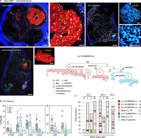 Tunable Dynamics Of B Cell Selection In Gut Germinal Centres Abstract Europe Pmc