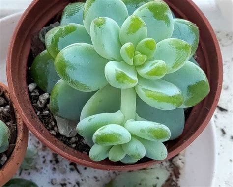 Sedum Clavatum Root Rot Solutions