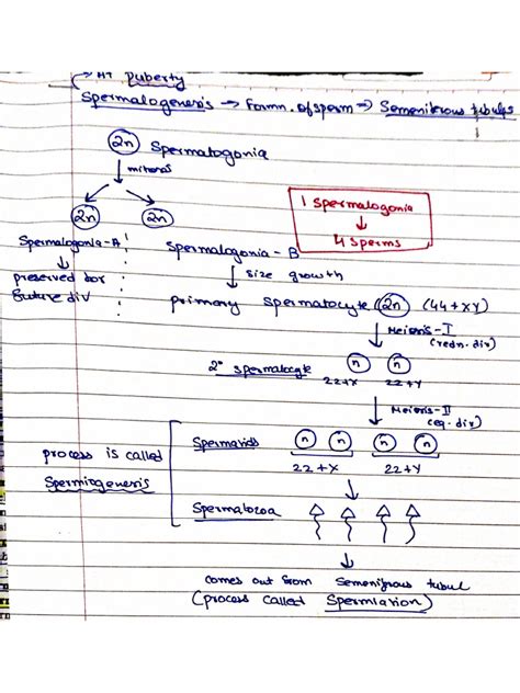 Spermatogenesis Handwritten Flow Chart Pdf