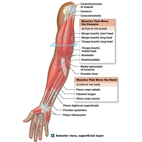 Muscles And Functions Diagram
