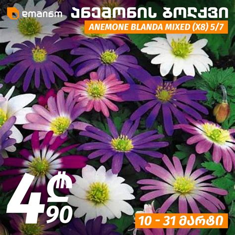 Domino • დომინო Tbilisi