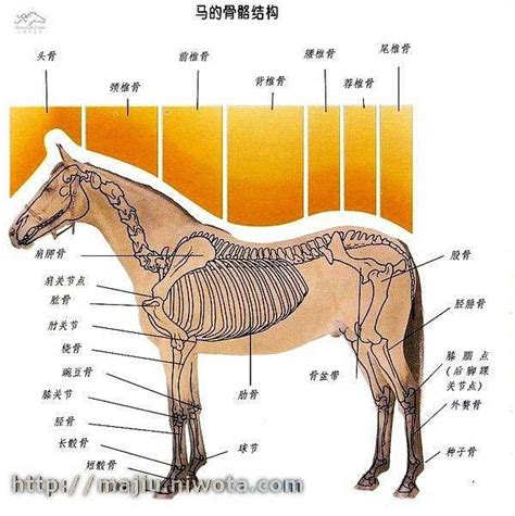 马骨骼解剖图 马骨骼解剖图彩色大图 伤感说说吧