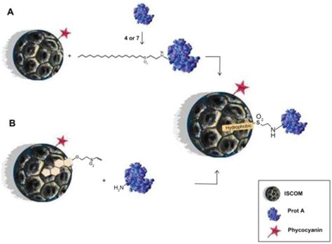 Schematic Representation Of The Iscom With Compounds 4 Open I