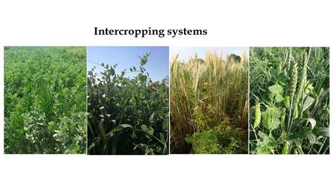 Agronomy Special Issue Promoting Intercropping Systems In Sustainable Agriculture