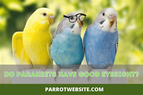 Do Parakeets Have Good Eyesight Parrot Website