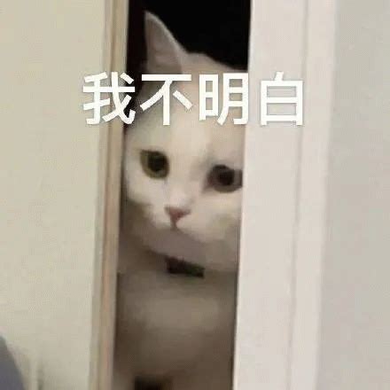 小猫咪 我不明白表情包图片gif动图 求表情网 斗图从此不求人