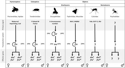 Sex Determination In Insect Species Orders Suborders And Families Of Download Scientific