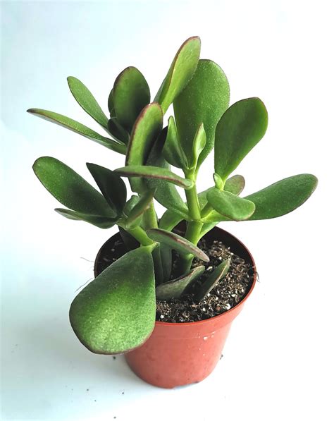Купить Крассула овата Crassula Ovata Суккулент Кімнатна рослина товстянка грошове дерево по