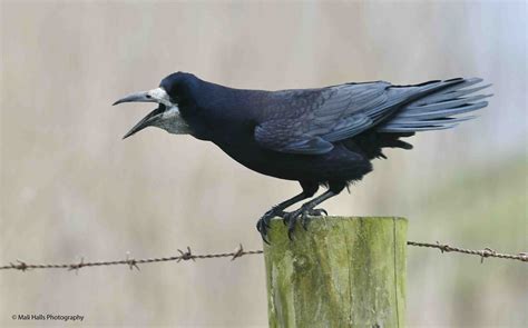 Rook 0125 Birdforum