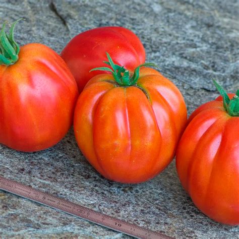 Насіння ранньостиглого томата «Пузата хата 0 1 г високої якості ⭐ купити онлайн за доступною