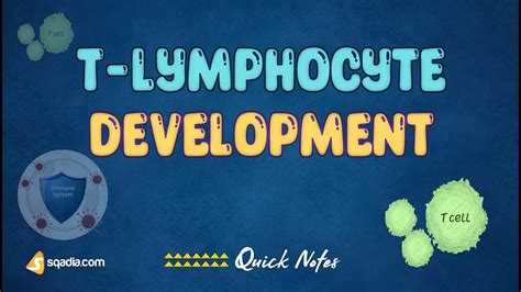 T Lymphocyte Development Introduction Youtube