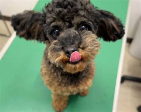 カラー 御代田町あさま動物病院