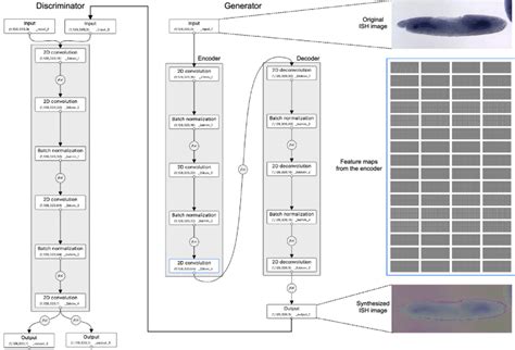 Example Generative Adversarial Network Gan Model Designed Using Dleb Download Scientific