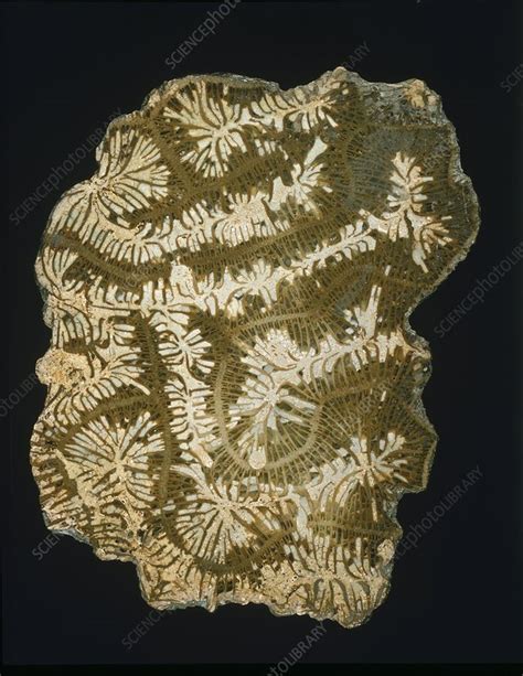 Brain Coral Fossil Stock Image C011 2202 Science Photo Library