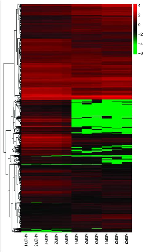 Hierarchical Clustering Of Genes Expression From M0 M3 M6 And M12