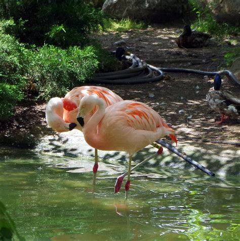 Como Park Zoo By Danielle ♥ ♥ ♥ Art Photography Zoo Park
