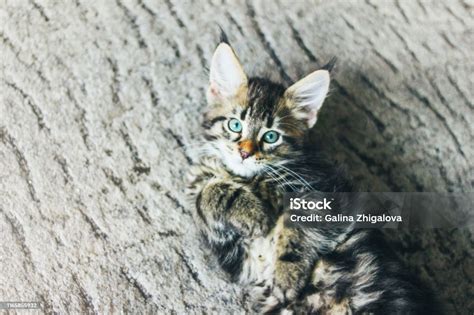 작은 회색 줄무늬 새끼 고양이 메인 쿤 몇 달 누워 에 바닥 과 보고 에 카메라 0명에 대한 스톡 사진 및 기타 이미지 0명 가정 생활 갈고리 발톱 Istock