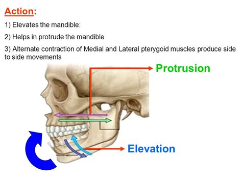 Lateral Pterygoid Action