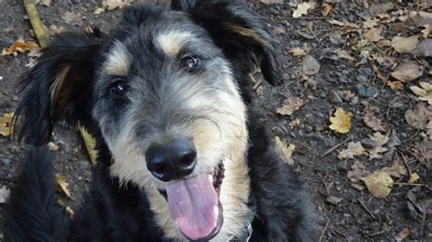 Aki - Poodle x Rough Collie - 5 Weeks Residential Dog Training - YouTube