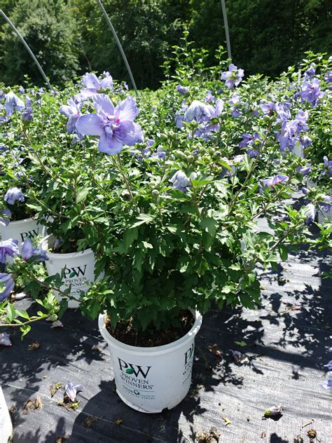 Blue Chiffon® Rose Of Sharon Green Promise Farms