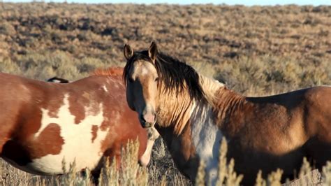 Mustangs Of Our Wild West October 2017 Youtube