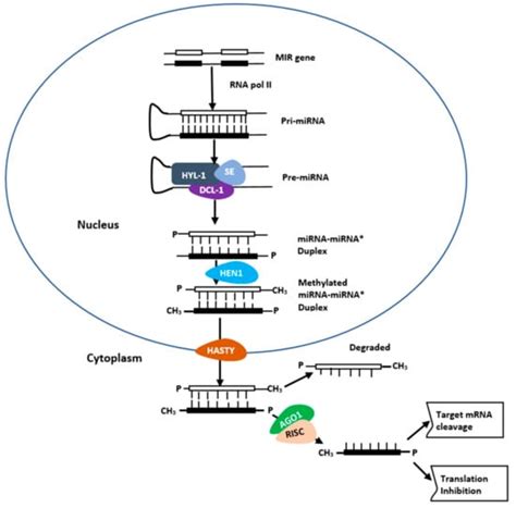 Ijms Free Full Text Plant Non Coding Rnas Origin Biogenesis Mode Of Action And Their