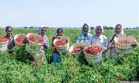 A Digital Agristack Could Help Farmers Access Services Heres Why They Arent On Board