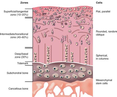 Articular Cartilage And Labrum Composition Function And Disease Musculoskeletal Key
