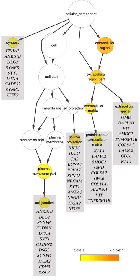 Graphical Representation Of A Nested Cellular Component Classification