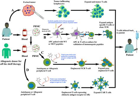 T Cell Based Immunotherapy For Cancer Approaches And Strategies
