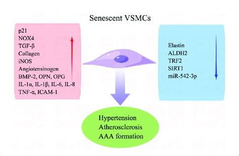 Senescence Of Vsmcs Contributes To Vascular Dysfunction Senescent