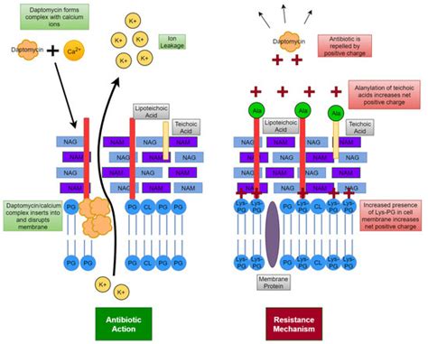 The Cell Wall Cell Membrane And Virulence Factors Of Staphylococcus