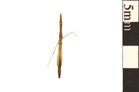 Thread Legged Bug Assassin Bug Smithsonian Institution