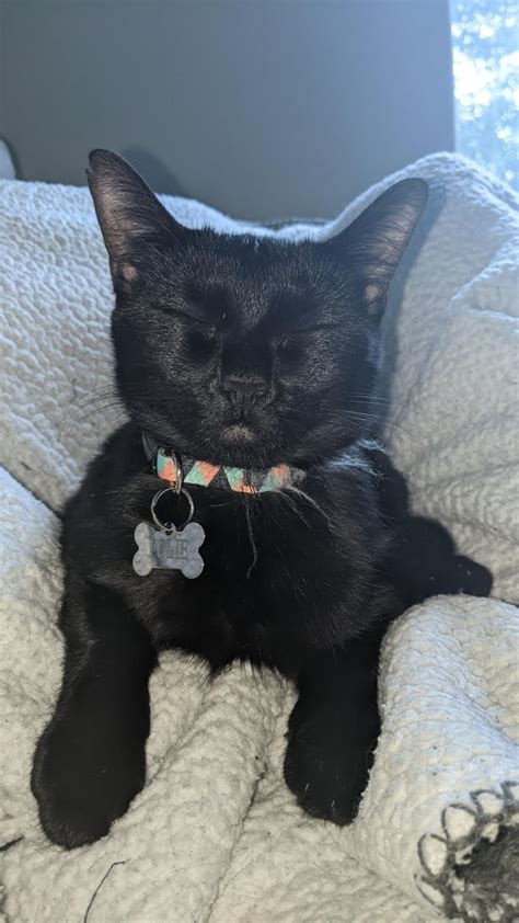 My Derpy Kitty R Catpics