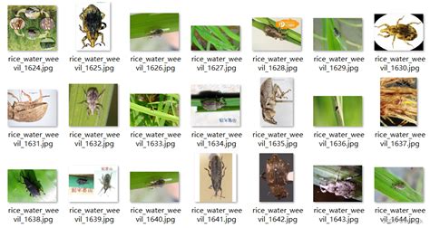 水稻病虫害数据集 Csdn博客