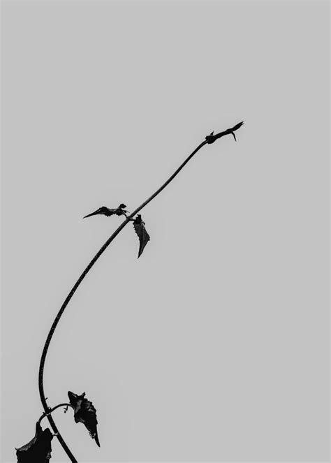 가지 고요한 고요함 관념적인 교활한 구성 굽히다 균형 그래픽 깨끗한 나뭇잎 단순함 대조 디자인 모양 미니멀리스트 블랙 앤 화이트 비주얼 빈