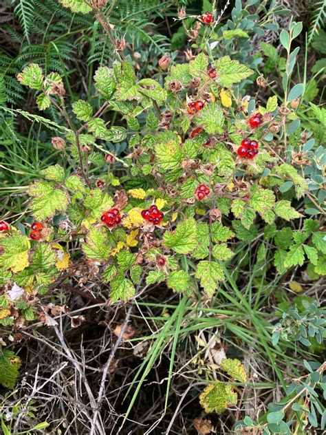 Native Raspberry — Sandy Point Victoria