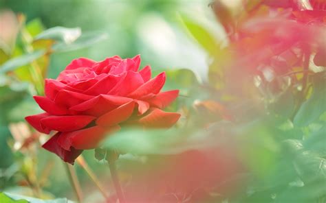 Rose Flower Wallpaper Hd Pixelstalk Net