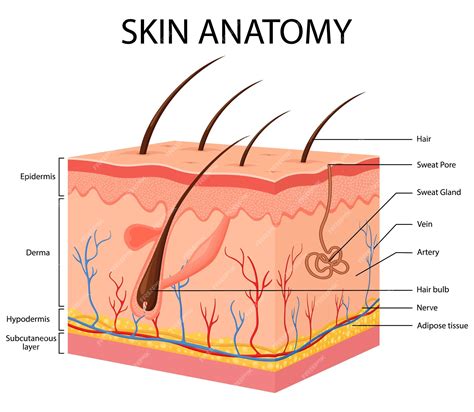 Hypodermis Layer