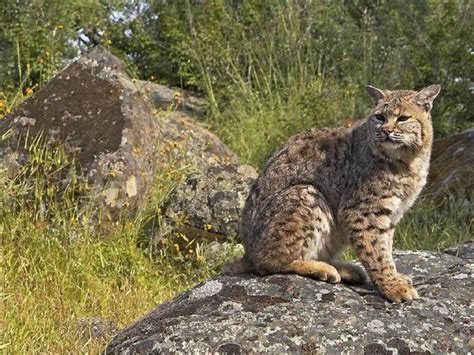 ვაშლოვანის დაცული ტერიტორიები კახეთი 0 Gel ტურები საქართველოში