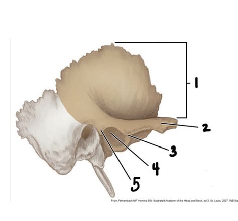Temporal Bone Flashcards Quizlet