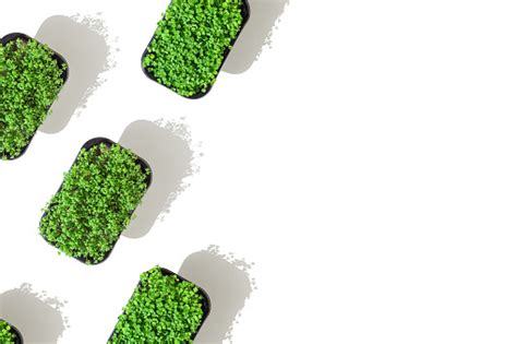 무와 아루굴라 마이크로 그린은 흰색 배경에 고립 된 플라스틱 상자에서 촬영합니다 종자 발아 개념 건강한 라이프 스타일과 식사 유기농 식품 슈퍼 푸드 상단보기 패턴 복사 공간